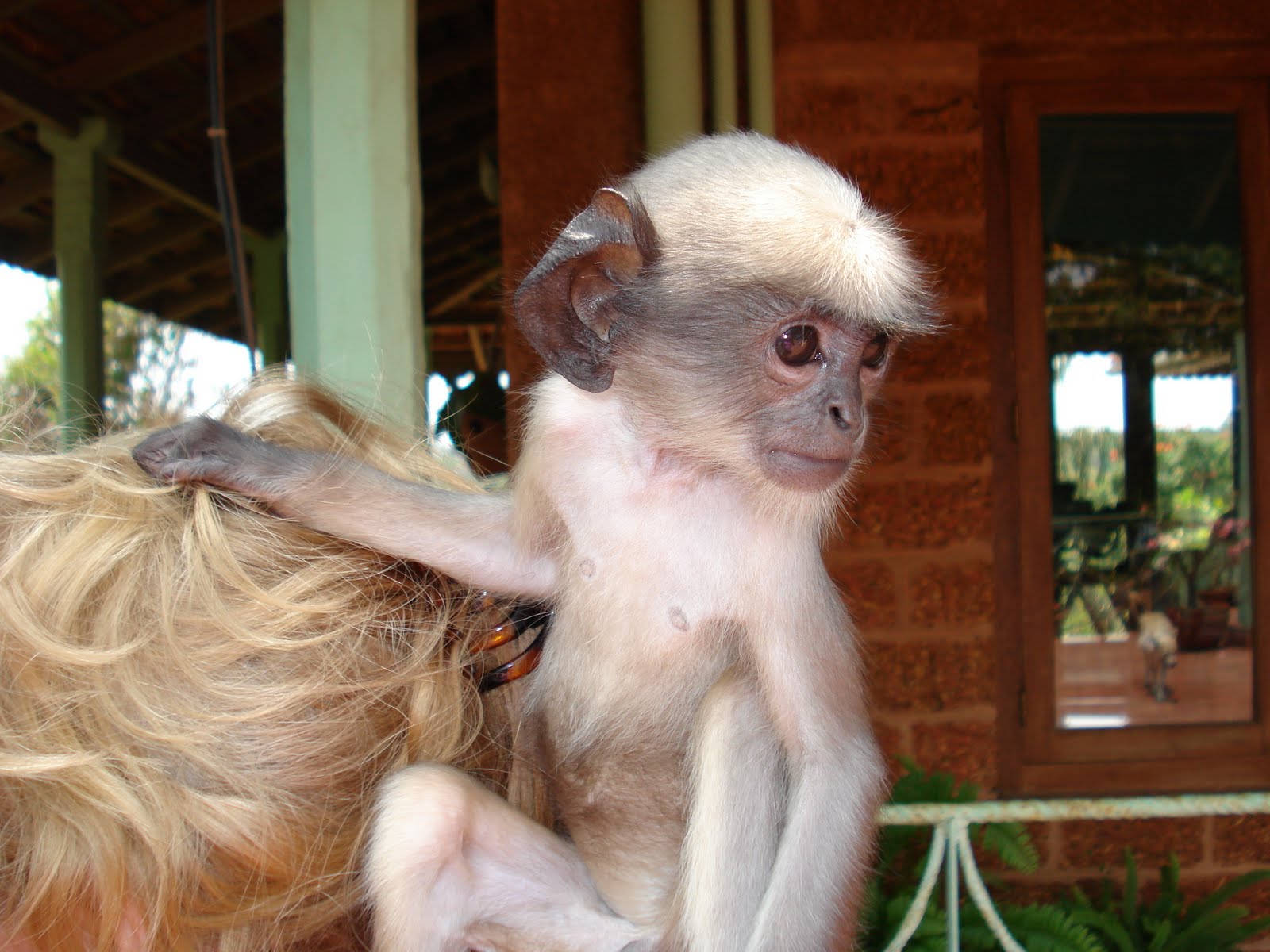 Phouka Sitting | A Wandering Lotus