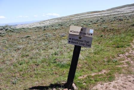 Adventures of Border Collies in the Burbs: Cowiche Canyon Wildflowers