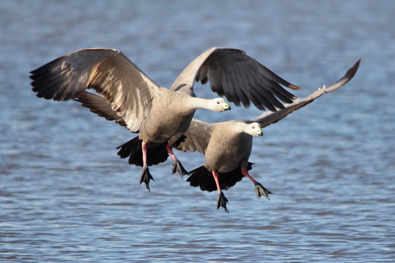 Pete's Flap Birding Aus: Cape Barren Geese, Phillip Island