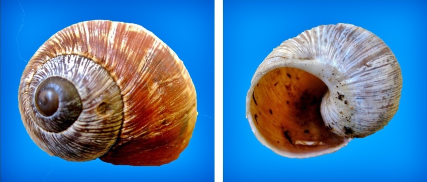 Biodiversity of Cyprus by NGO Protection of the Natural Heritage and ...