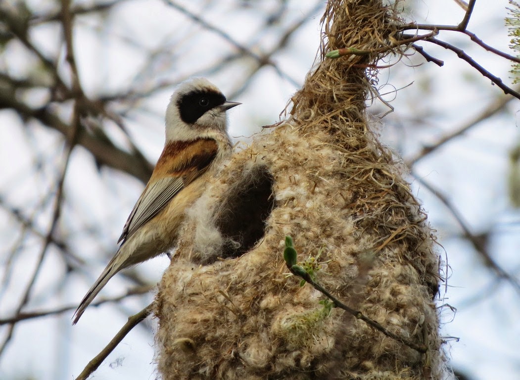 BIRDINGLEON: Nido de PÁJARO MOSCÓN