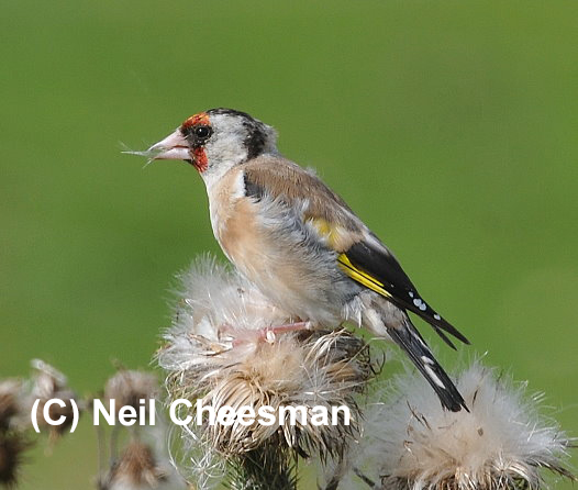 British Wildlife Photography: Goldfinch