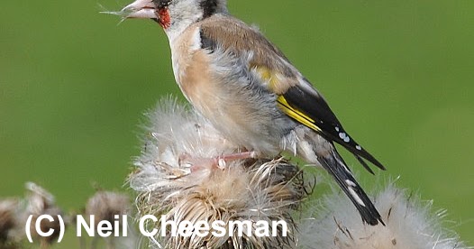 British Wildlife Photography: Goldfinch
