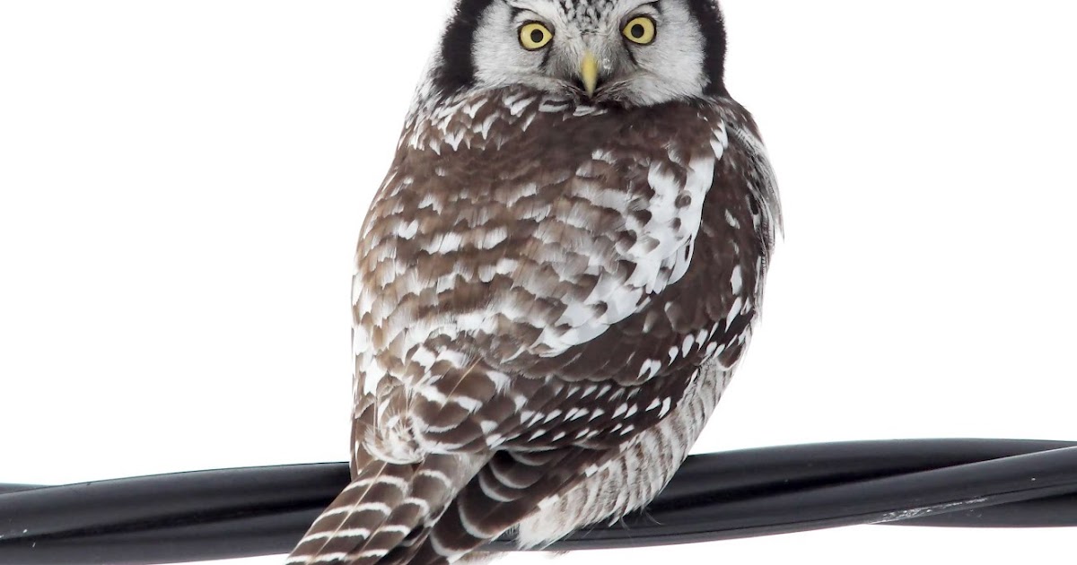 Wanstead Birder: Norway: Day Two - Hawk-Owls