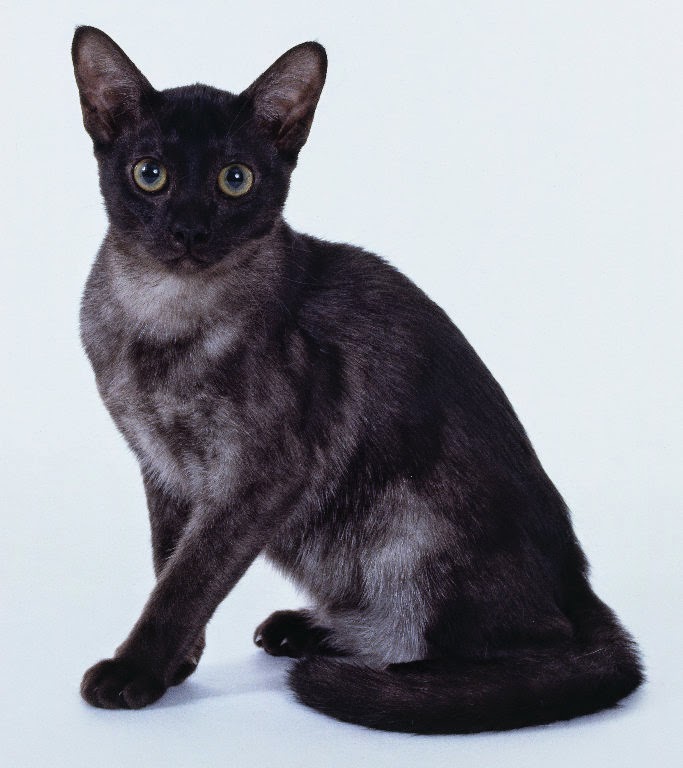 Los gatos silver o plateados | Mascotas