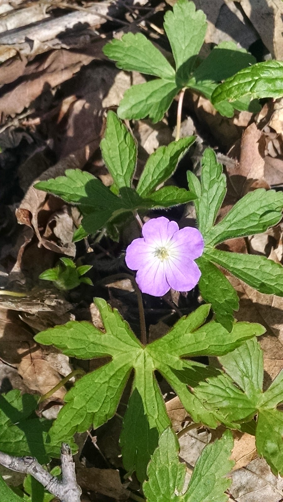 A View from the North Coast: Great Spring for Wildflowers in Northeast ...
