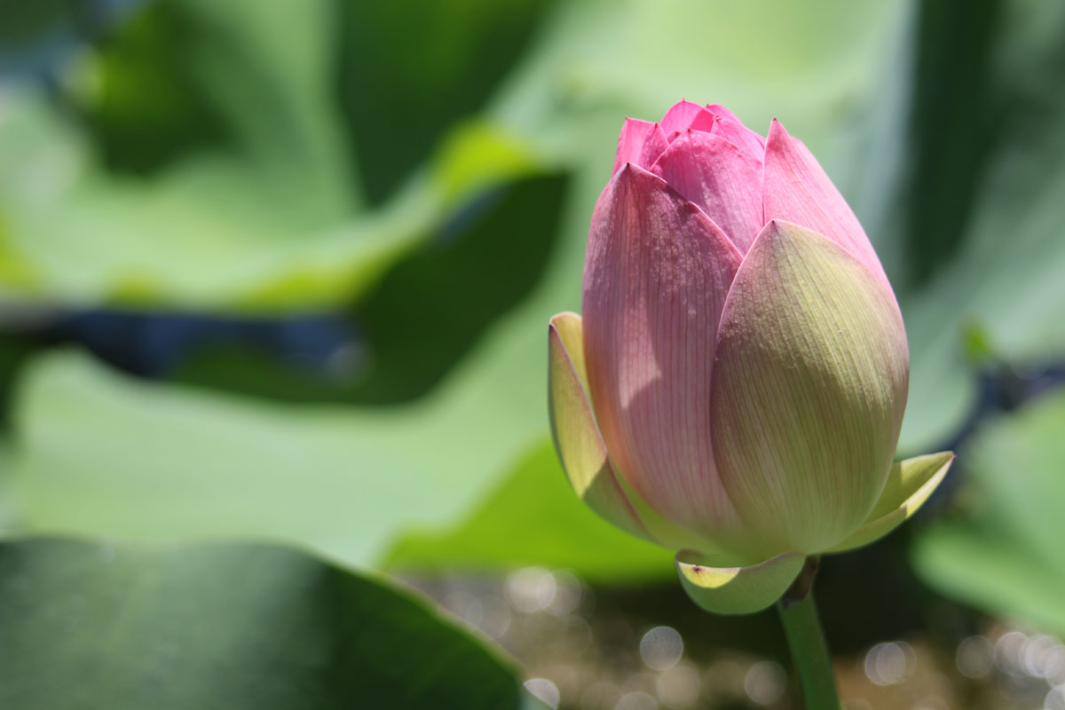 Hello from Studio mugen in California: Lotus Flowers at Echo Park ...