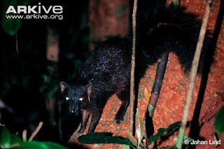 Abe's Animals: Galidiinae subfamily