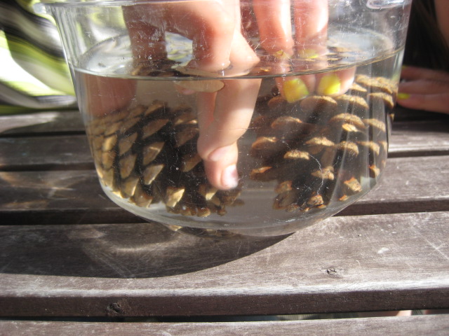 Maman....je sais pas quoi faire ! ! ! : L'experience de la pigne de pin