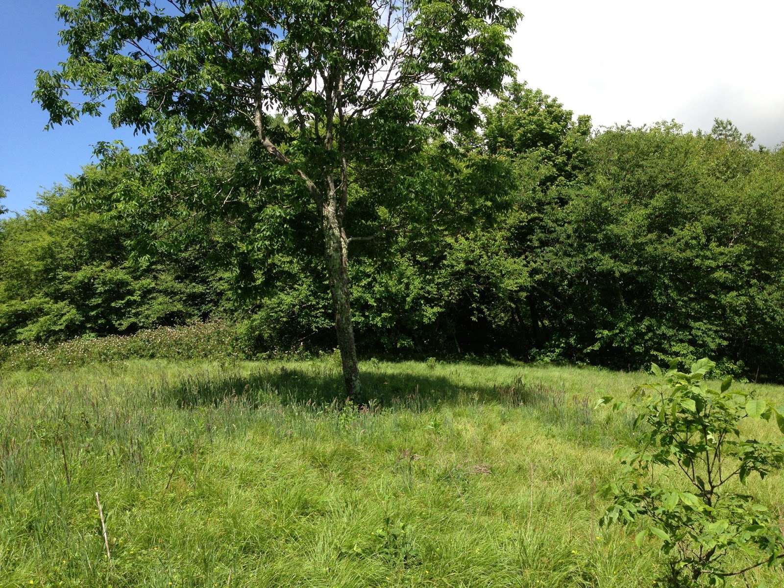 Hiking the Appalachian Balds: Spence Field