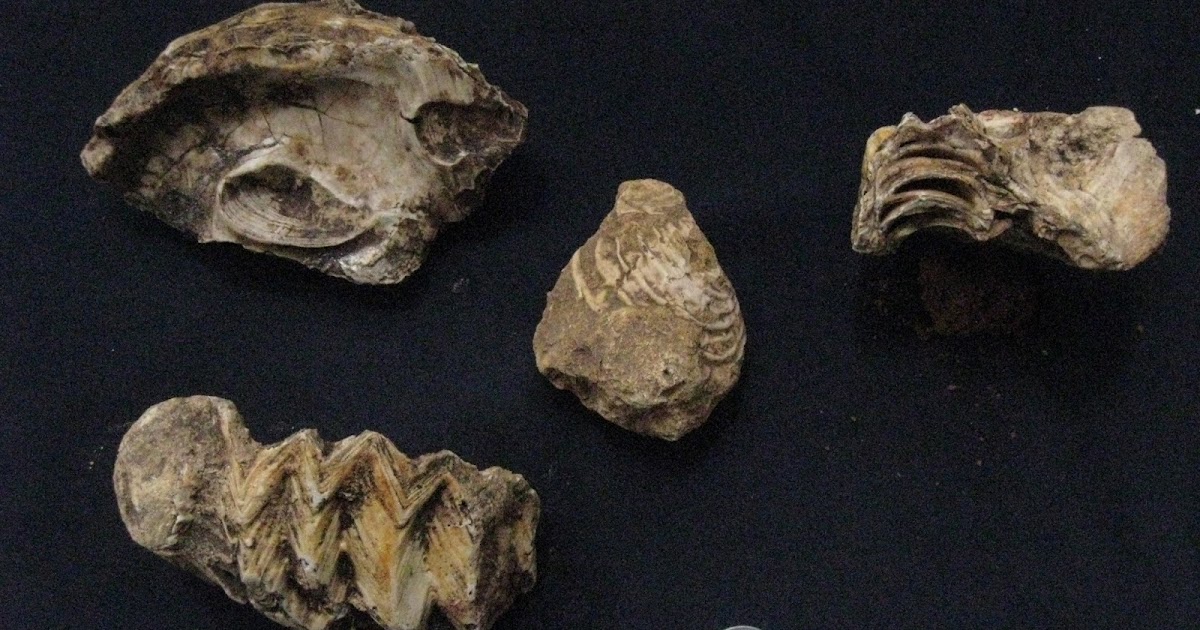 Rapid Uplift: Sea Water Chemistry And Shell Mineralogy: Tales Of ...