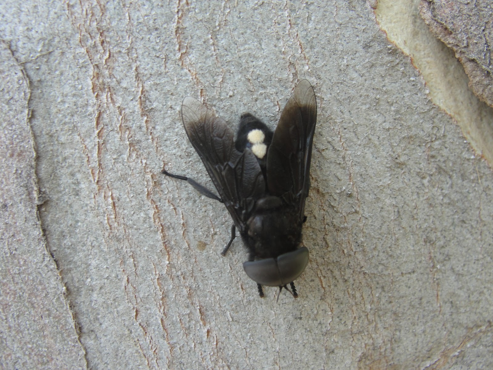 I Speak For The Fleas.: Nemestrinidae, or tangle-veined fly at the AISM.