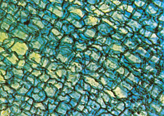 Histologia Vegetal: Tejidos protectores