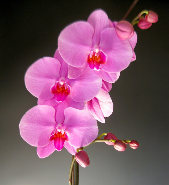 Funny Pictures Gallery: Orchids, Pink orchids and Orchid Flower