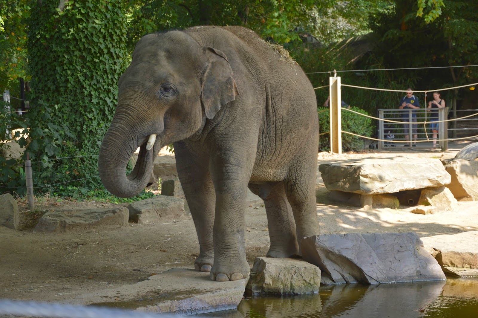 Louis Coppenolle: Petite ballade au zoo d'Anvers