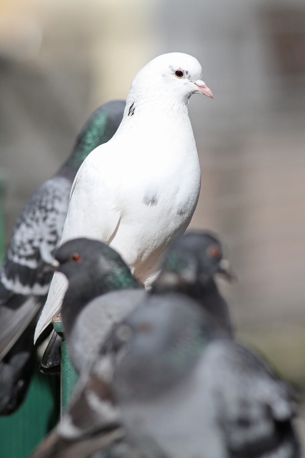 Navarra al natural: Pajareando por Pamplona