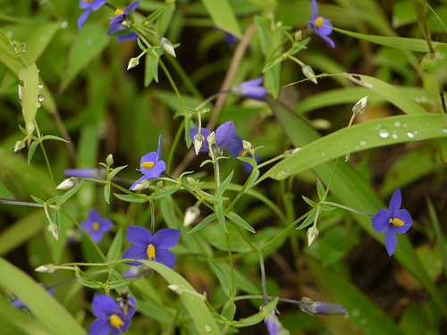 PanrutiPanchavarnam: 1. அனிச்சம் - ANICHAM