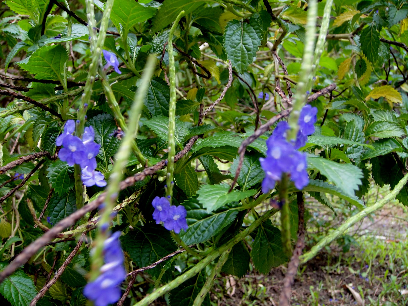 DWAN雲之端: 長穗木-又名紫花長穗木、馬鞭草--英文名稱：Jamaica False-valerian--學名 ...