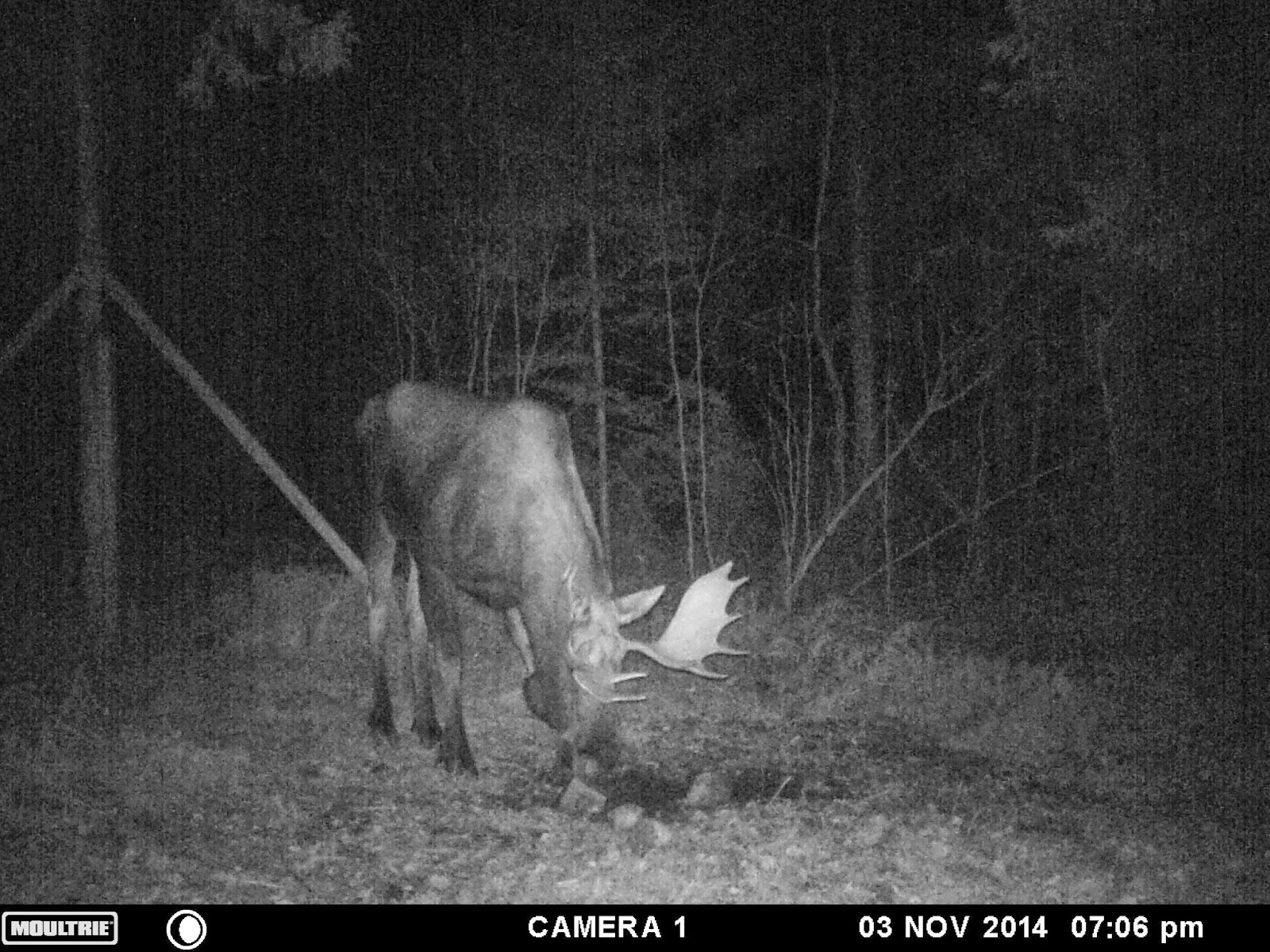 The Walking Stick: Upper Peninsula Moose Caught on Camera