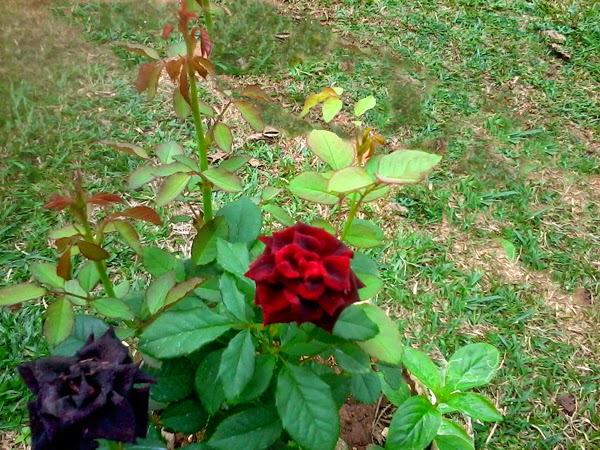 Red Roses | SL Flora