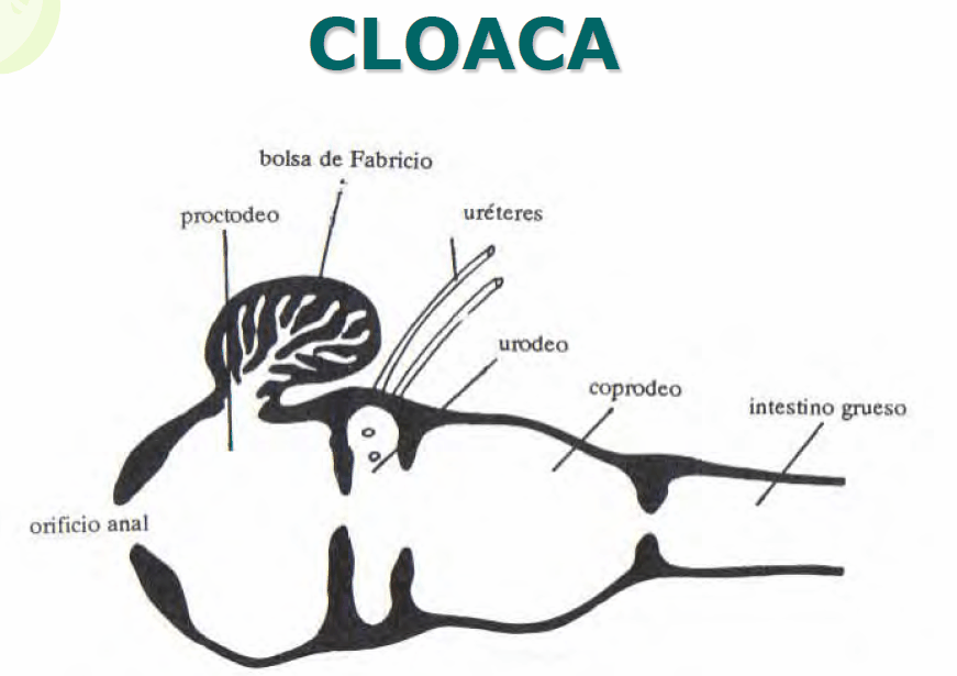 Mis amigas las palomas: Esquemas anatomía de las palomas