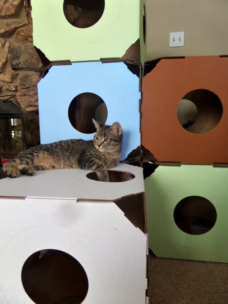 Catty Stacks Make the Purr-fect Kitty Condos! - Outnumbered 3 to 1