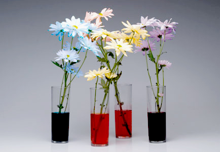 Hola ático: DIY Coloring Flowers