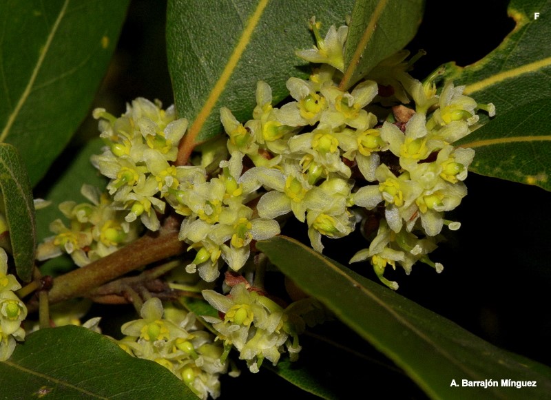 Naturaleza Viva: Laurus nobilis L. Fam: Lauraceae