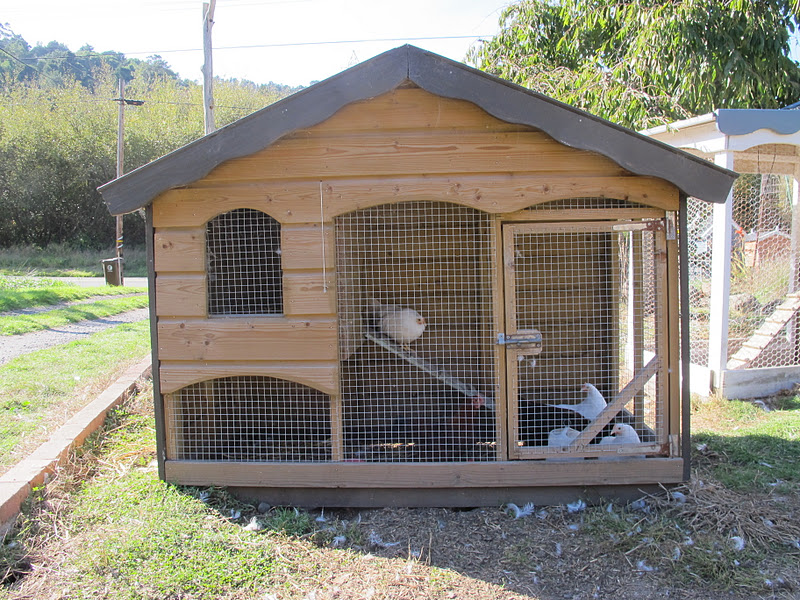 Urban Chicken Housing - Holland Hen Houses - Munchie Musings
