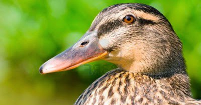 Sabor Básico: Pato - Curiosidades e Cortes