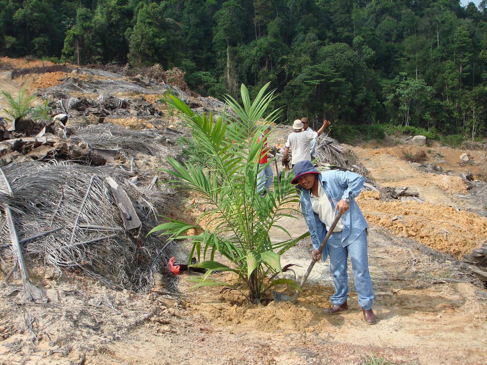 Everything Is Originals Just From Me: LAND PREPARATION FOR OIL PALM ...
