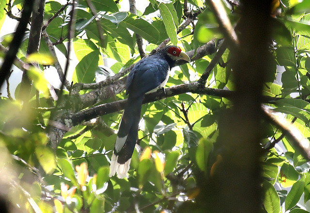 Watha Rathu Malkoha - Red-Faced Malkoha (Phaenicophaeus pyrrhocephalus)