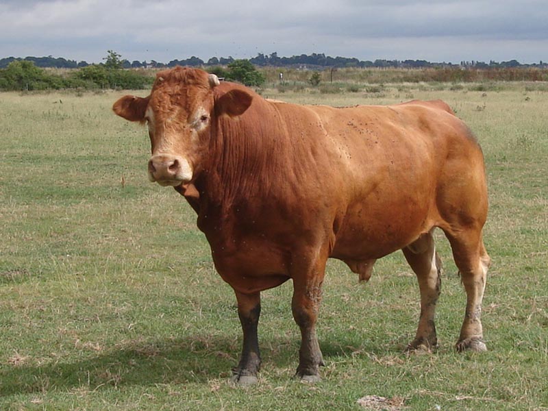 MERSEA WILDLIFE: PROUD BULL