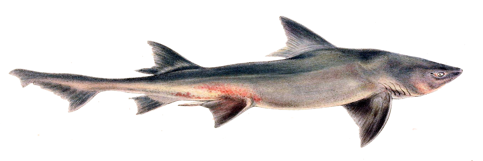 Artes de Pesca: VAMOS A PESCAR TIBURONES (Musolas) Parte F