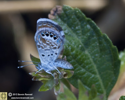 Bonnie Rannald's Photo-Explorations in focus with nature. : Western ...