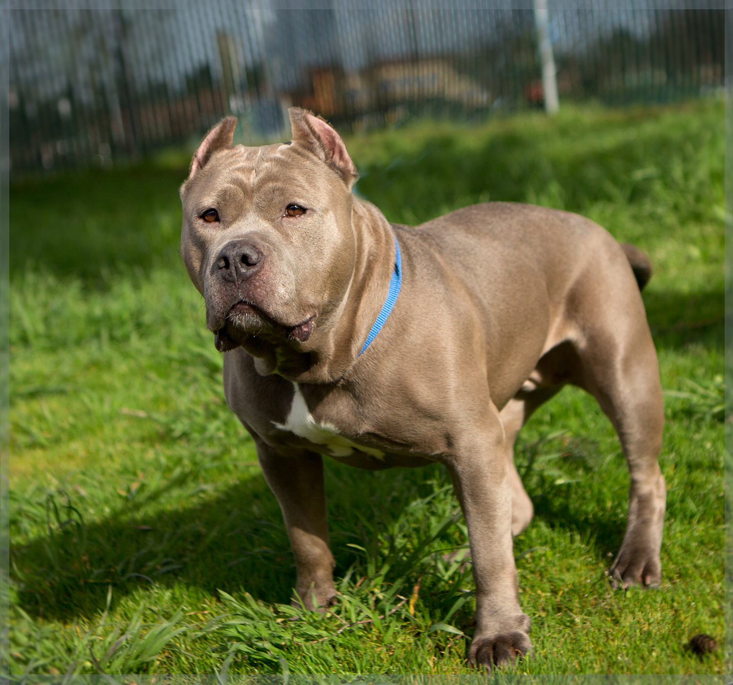 Shelter Dogs of Portland: "JUNO" gentle short and wide Pitbull