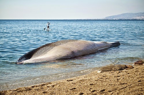 Biodiversidad Costa Granadina y ... (Fauna): Rorcual común, rocual de ...