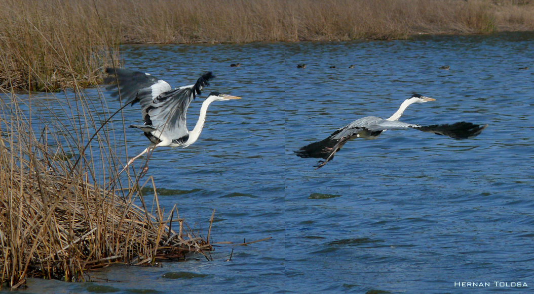 Aves Bonaerenses: Garza mora (Ardea cocoi)