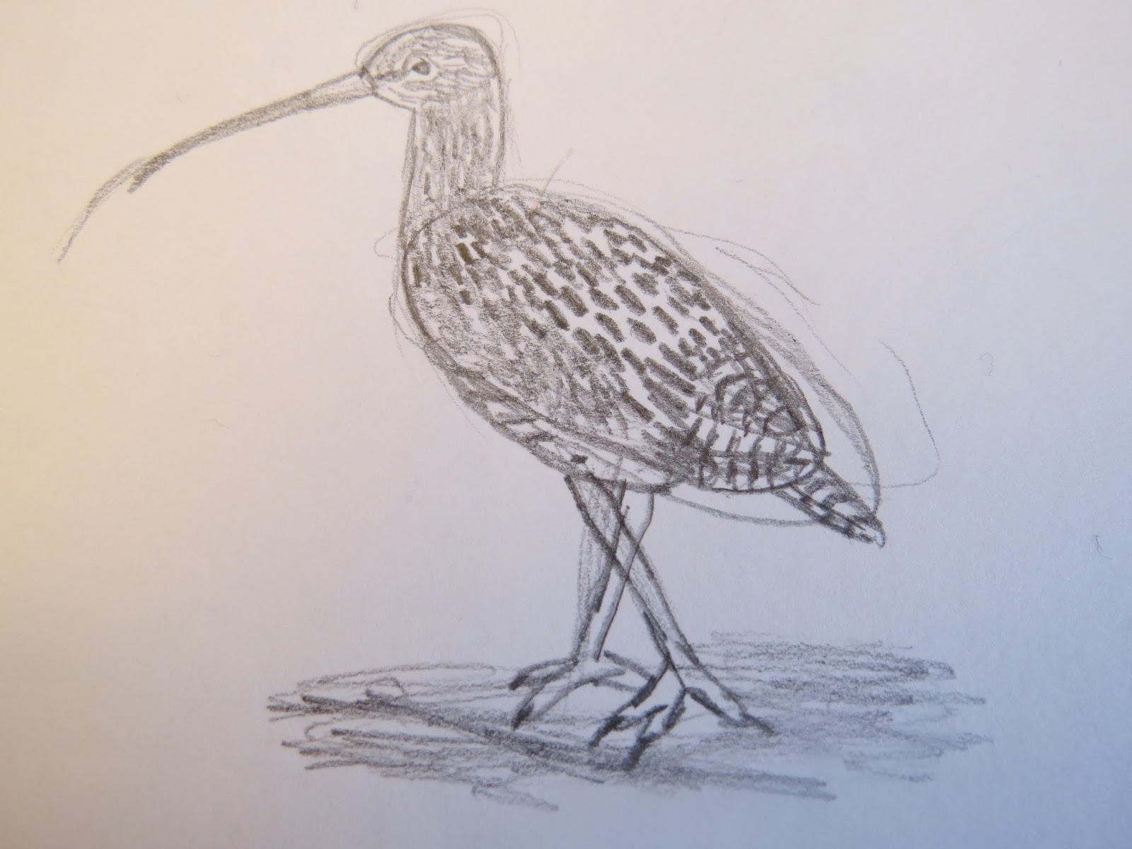 The Autistic Naturalist: How To Draw: Wading Birds