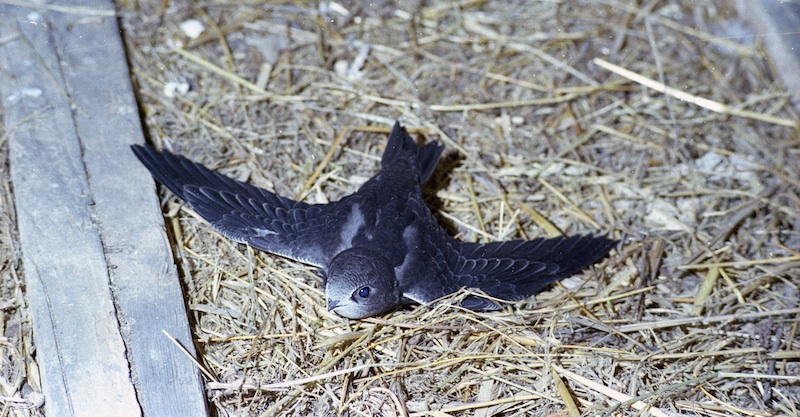 Action for Swifts: Swifts nesting in an open roof space