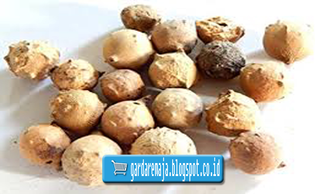 Berbagai Manfaat Manjakani (Quercus Infectoria / Quercus Lusitanica ...