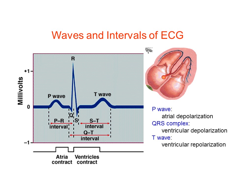 CVT Mohd Farid: Physiology Of The Heart