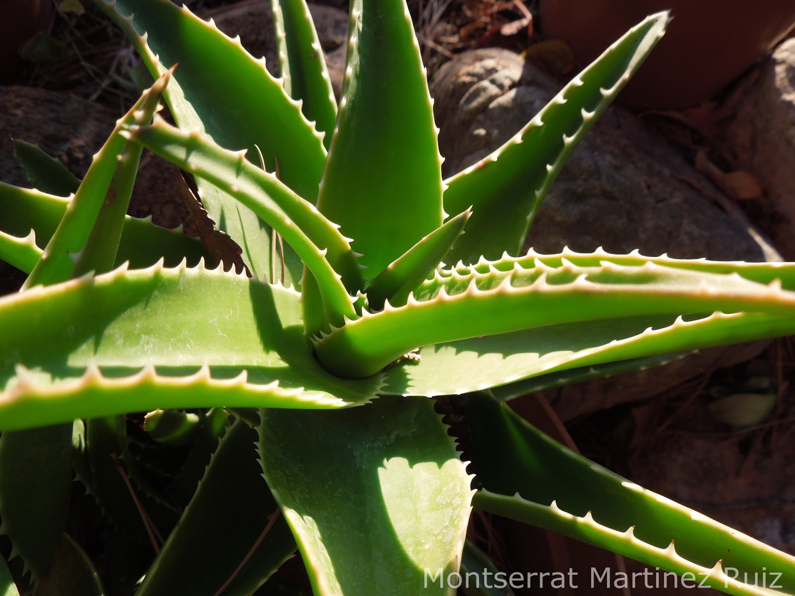 ALOE sp. - BOTÀNIC SERRAT