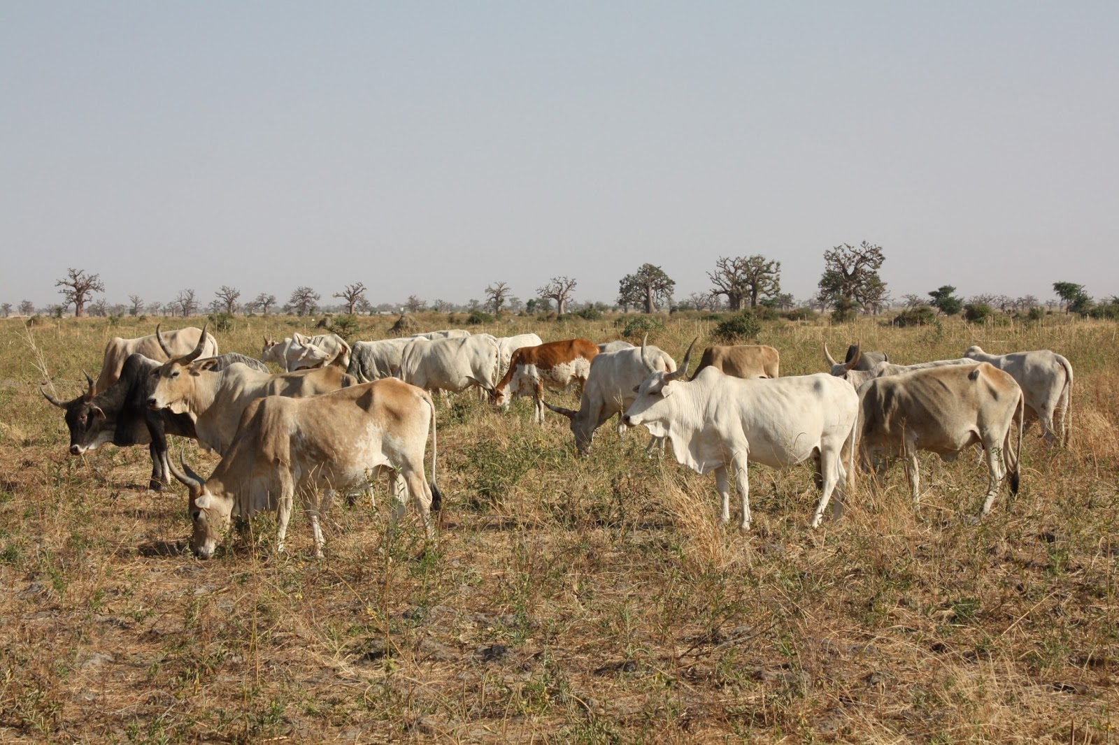 Mi Universo Viajando: PARQUE NATURAL SINE SALOUM SENEGAL
