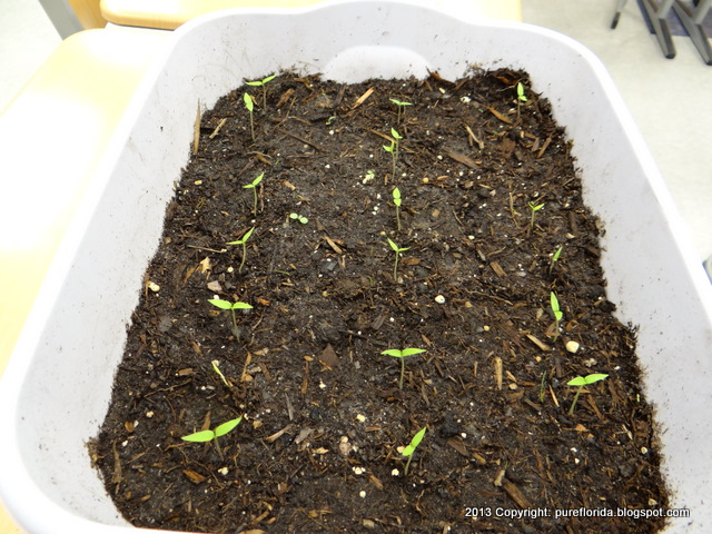 PURE FLORIDA: TRUE DATIL PEPPER SEEDS FOR 2023 GARDEN! CLICK HERE!