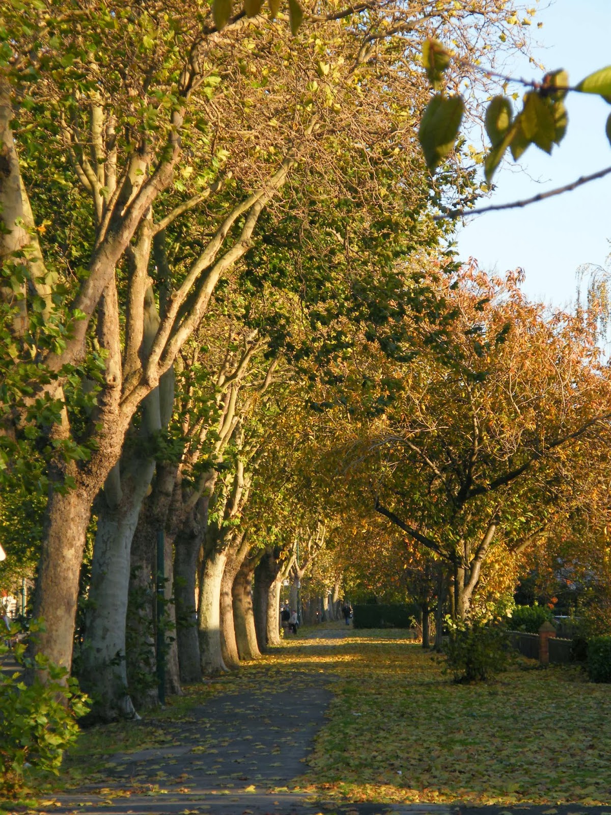 Hull and Hereabouts: Plane Trees