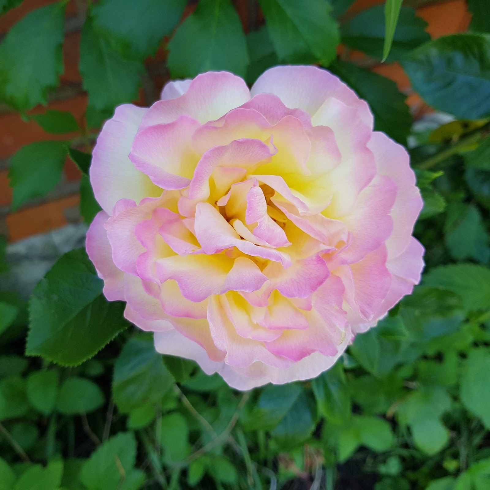 Haveprojektet: Planteliste