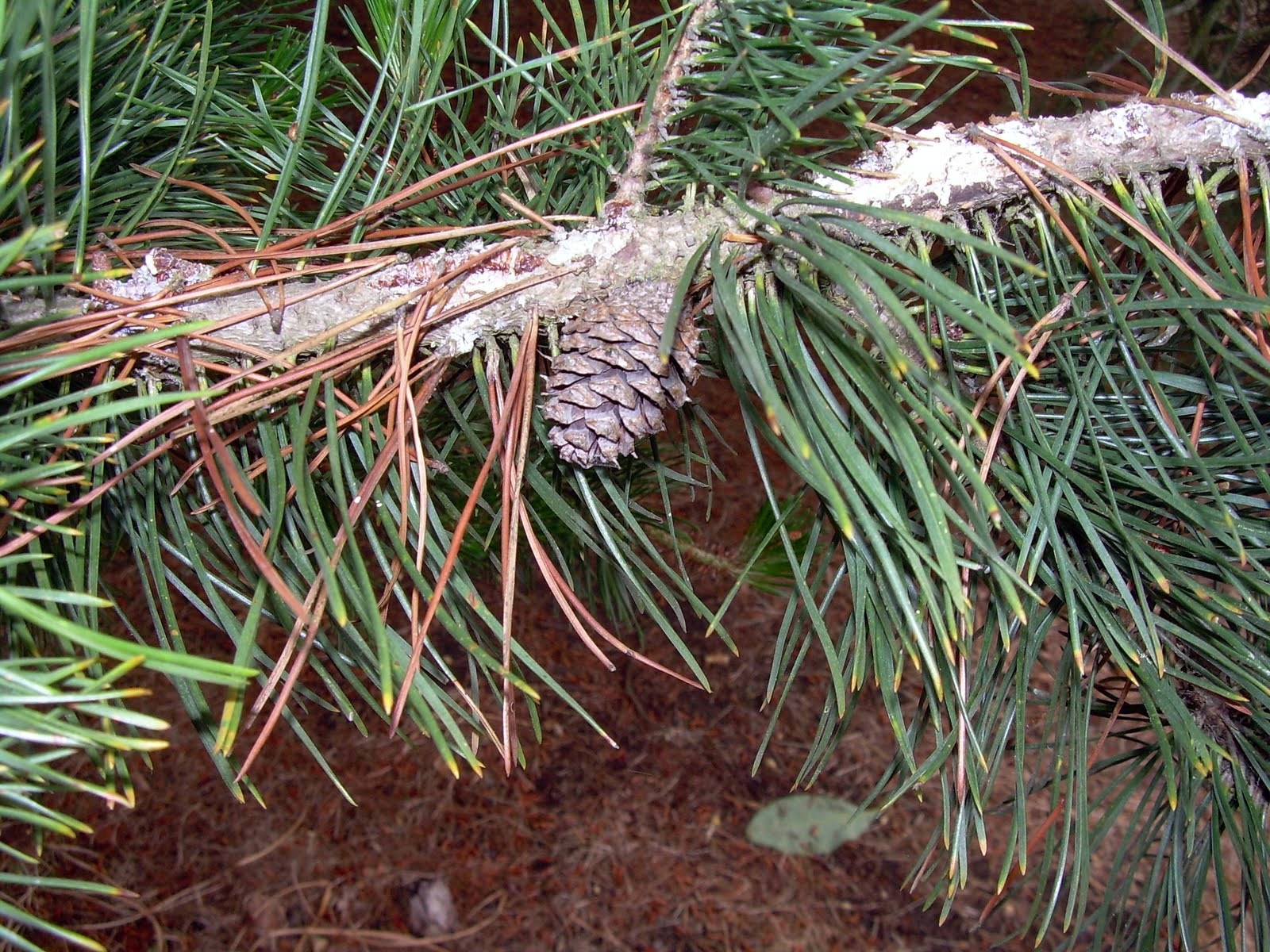 Taxonomia Plantae no Magnoliopsida: Phylum Tracheophyta Clase Pinopsida ...