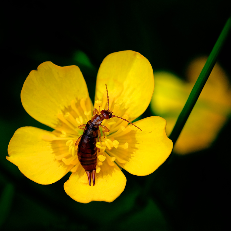 Knuts tips om makrofotografering: Saksedyr