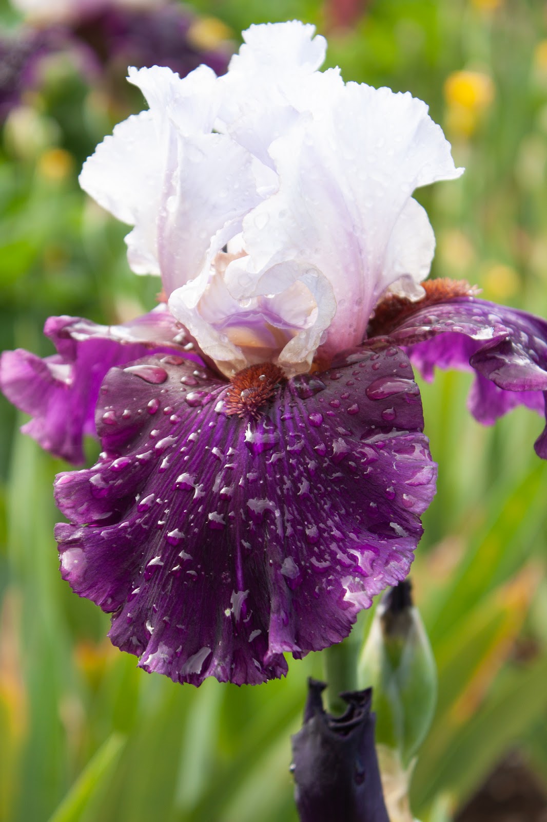 Helen Fern Original Photography: For the Love of Iris